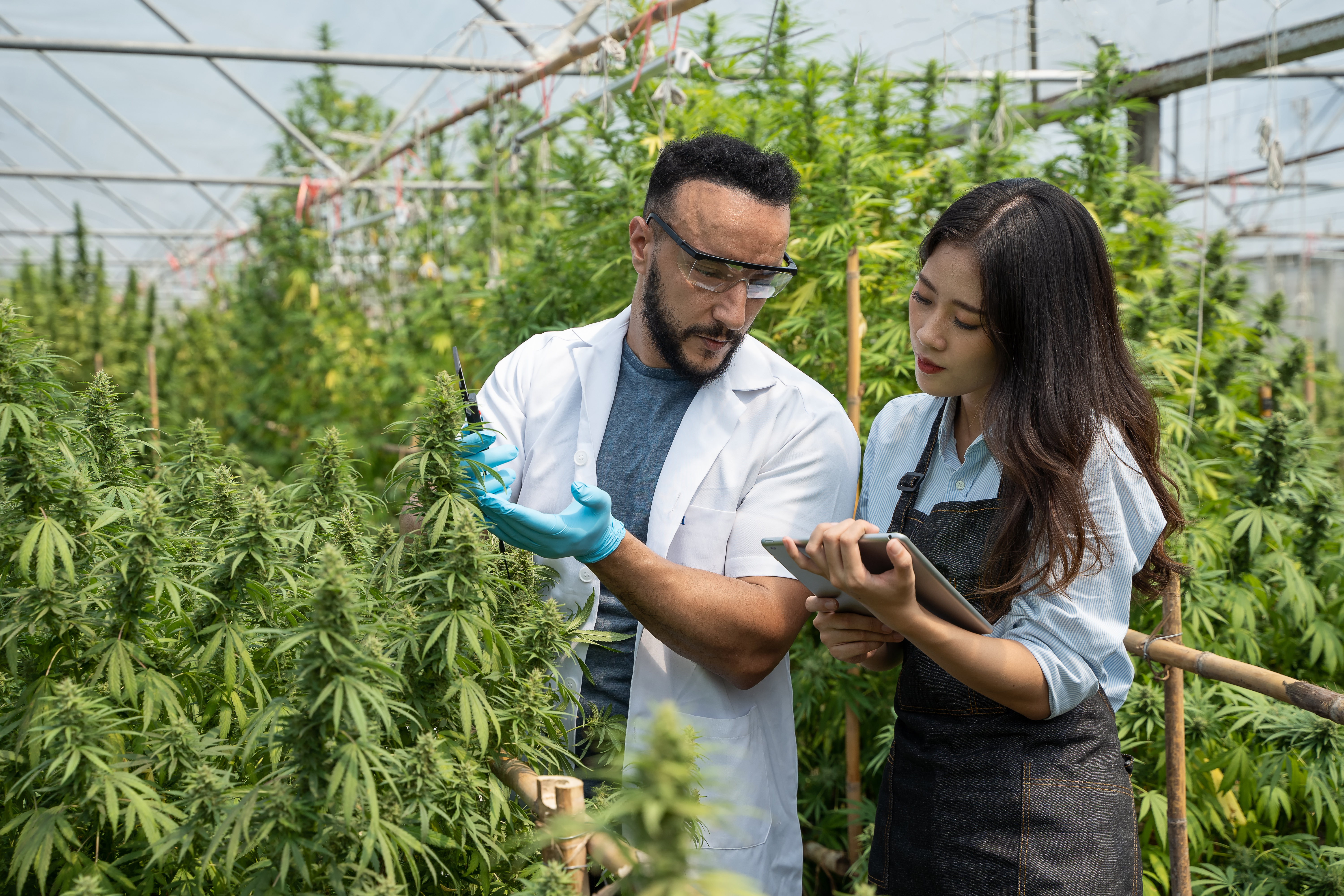 Cannabis Workers Compensation Insurance | Key Risk